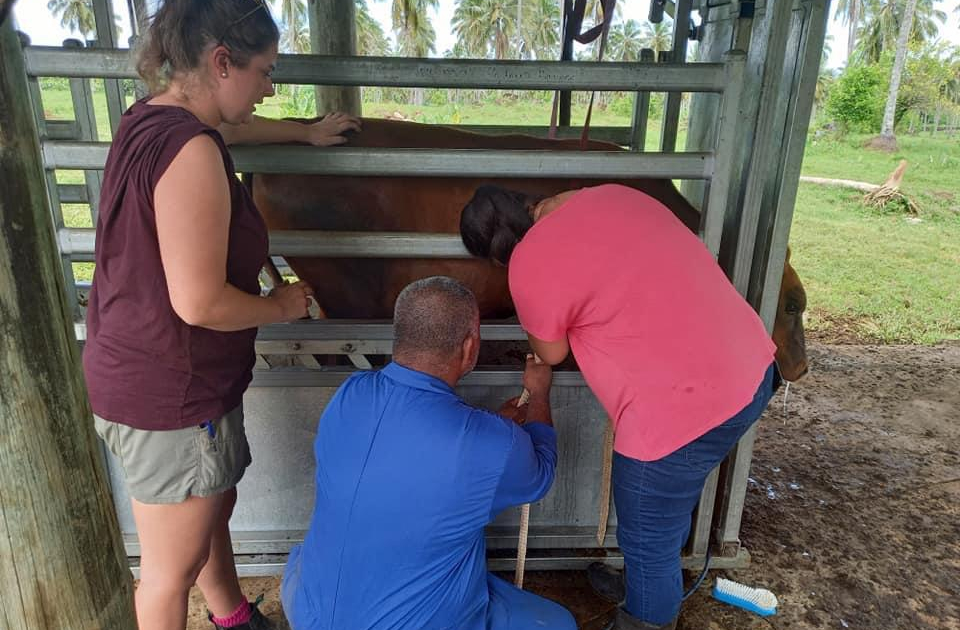 Strengthening diagnosis and treatment of cattle lameness in Samoa to ...