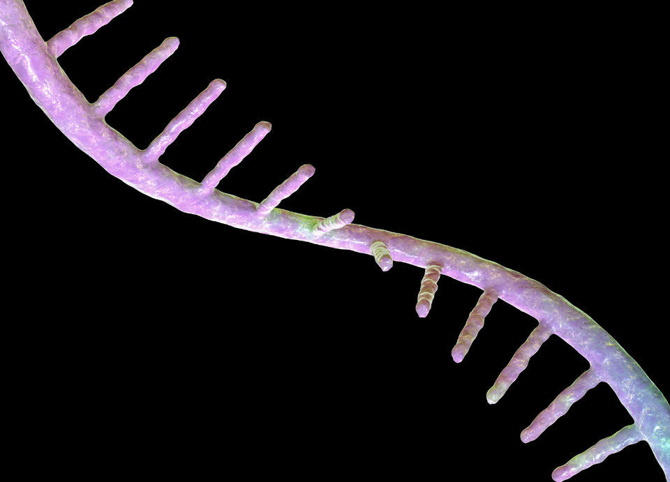 Cumming Global Centre for Pandemic Therapeutics | Doherty Website