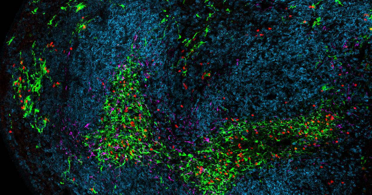 Immune system ‘sentinel’ cells key to maintaining and regulating ...