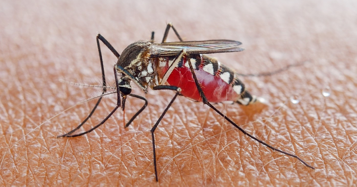 Towards a urine or whole blood test for Japanese encephalitis | Doherty ...