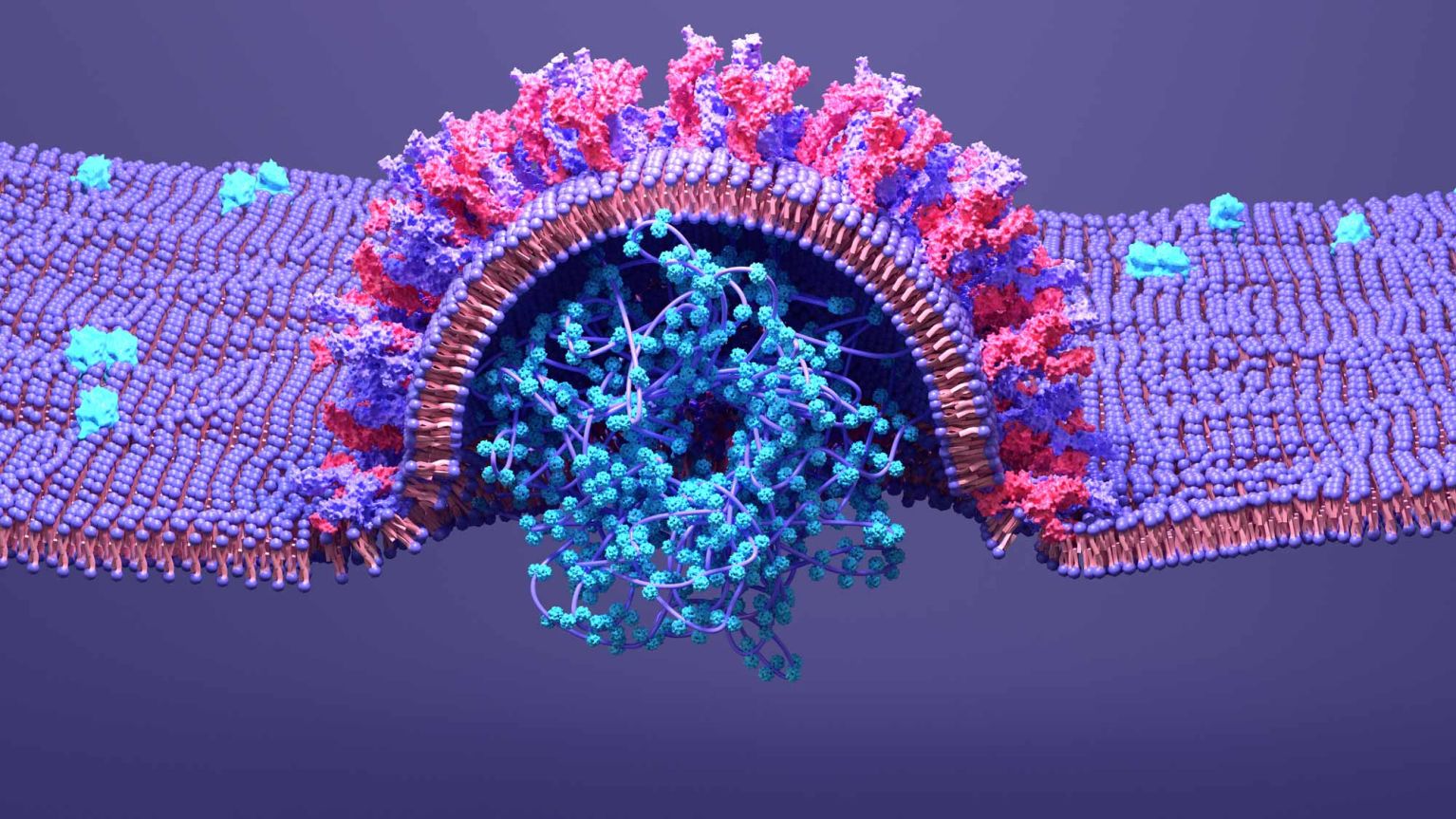 The crucial role of animal models and viral variants in drug and ...