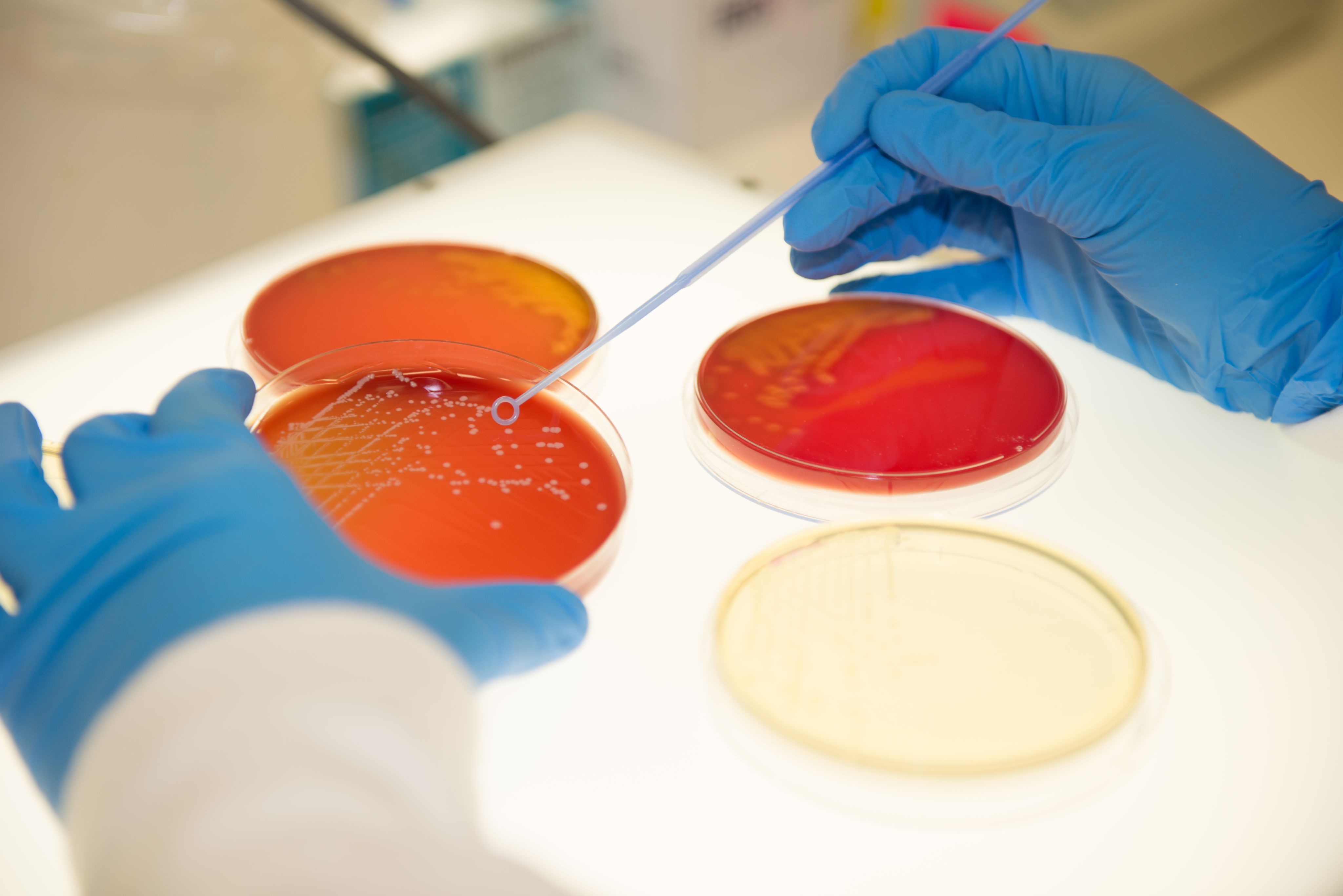 Doherty Institute celebrates launch of WHO Collaborating Centre for ...