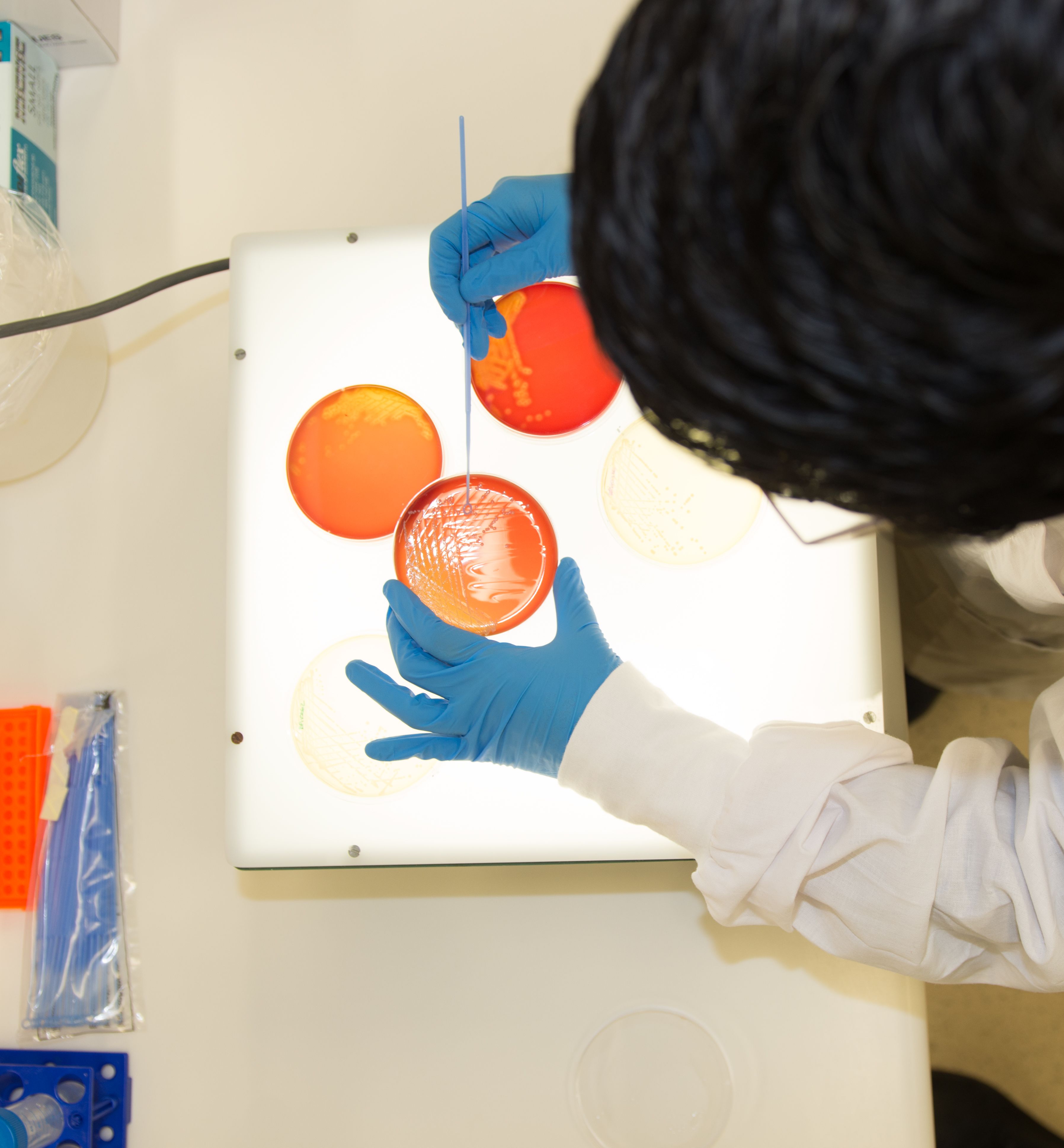 Doherty Institute celebrates launch of WHO Collaborating Centre for ...