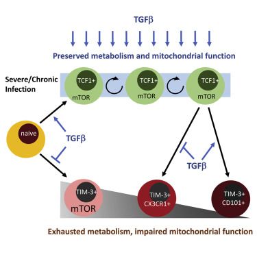 Priming our immune system for the marathon of severe disease