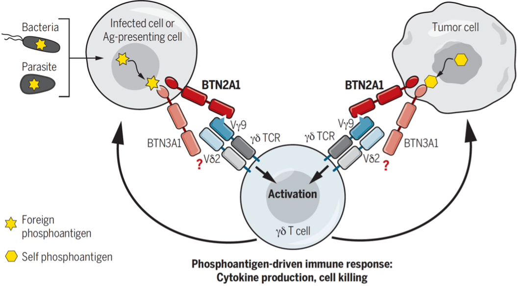 Sensing of tumour cells by engineered gamma-delta T-cell receptors ...