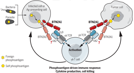 Recognition of phosphoantigens by gamma-delta (γδ) T cells | Doherty ...
