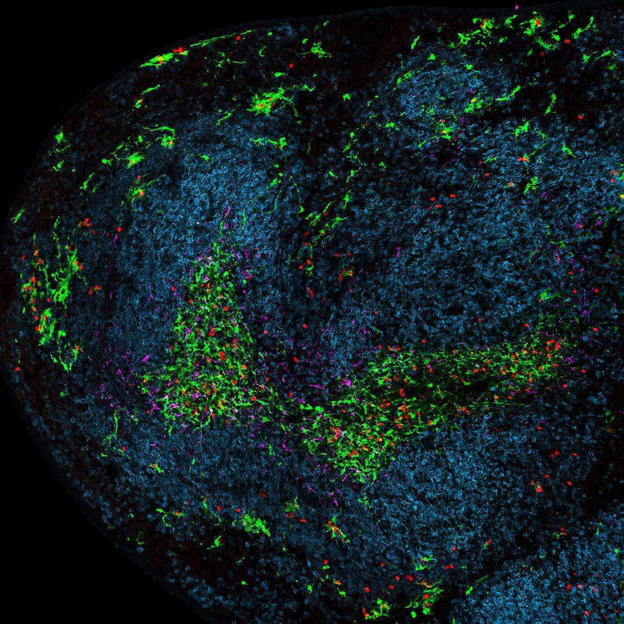 Immune system ‘sentinel’ cells key to maintaining and regulating ...