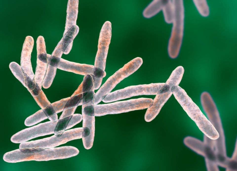 Common belief regarding Mycobacterium tuberculosis infection and ...